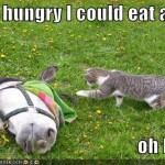 Manic Monday with Chickens and Horses – jellybeansofdoom.com